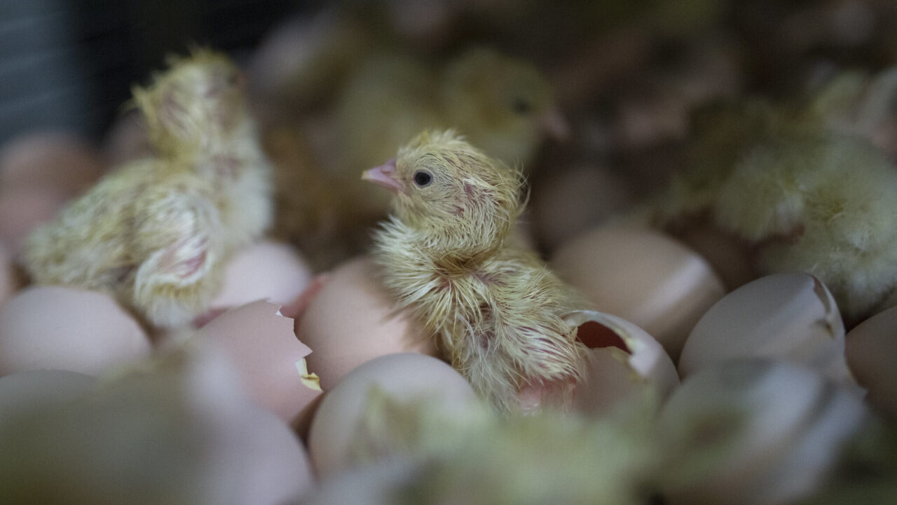 Poultry hatcheries - Andrew Skowron Photographer
